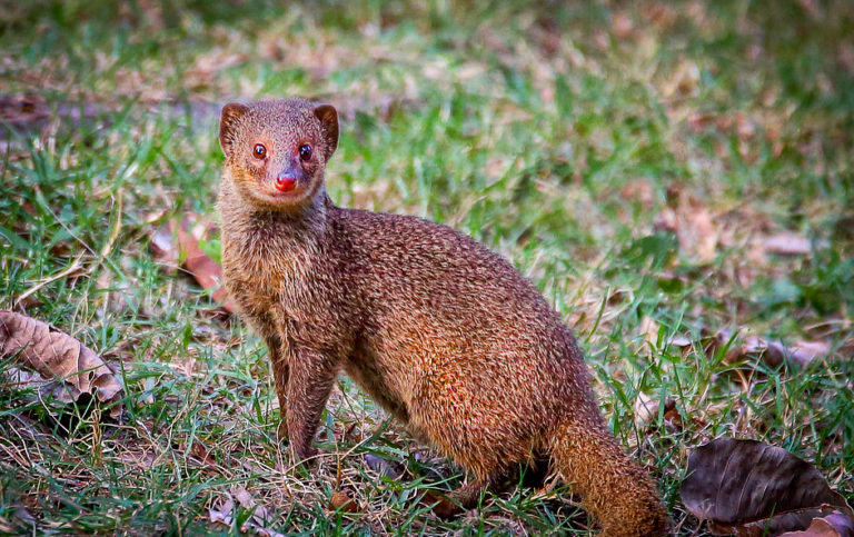 The Story of the Mongoose in Hawaii